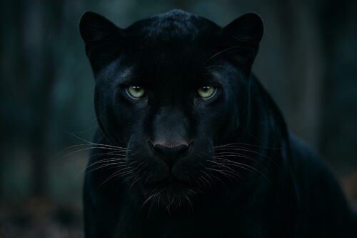 Leopard Symbolism: Strength, Mystery & Spirit Animal Meaning - Know Mastery