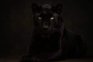 Leopard Symbolism: Strength, Mystery & Spirit Animal Meaning - Know Mastery