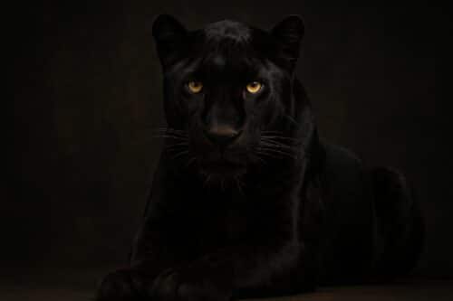 Leopard Symbolism: Strength, Mystery & Spirit Animal Meaning - Know Mastery